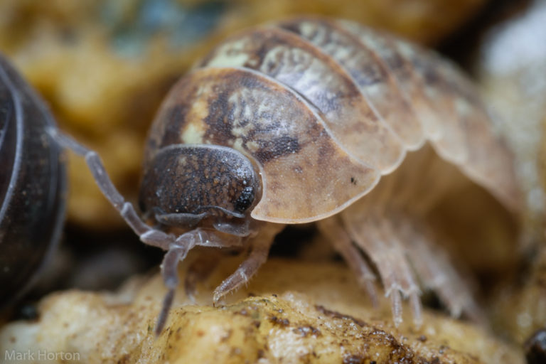 Rollie Pollie! – MARK HORTON